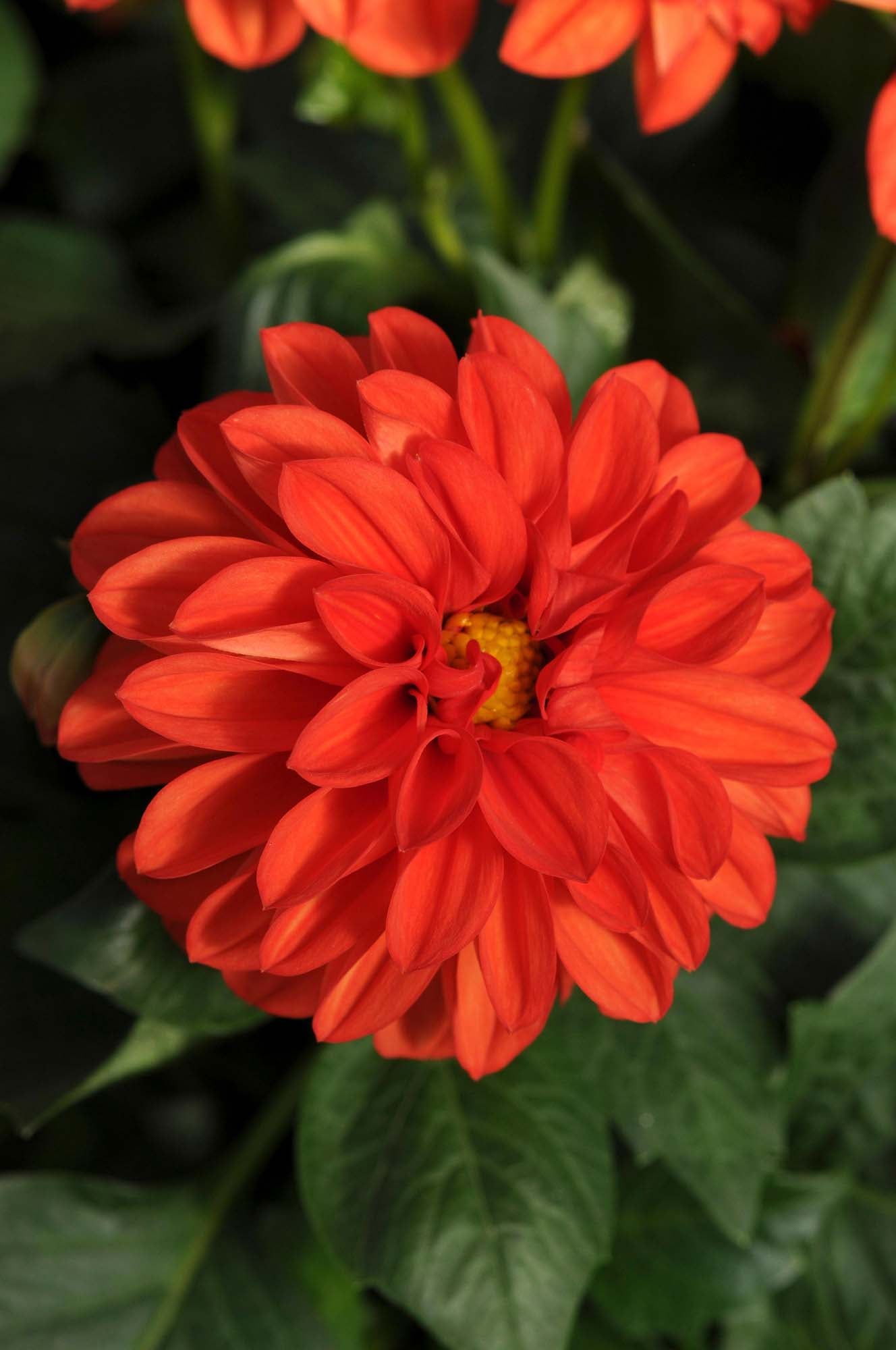 Dahlia – Rowlands Plants