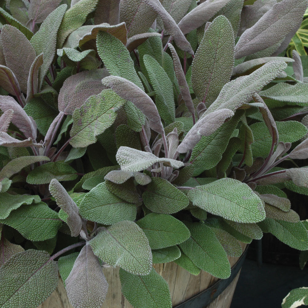 Salvia 'Purpurea' – Rowlands Plants