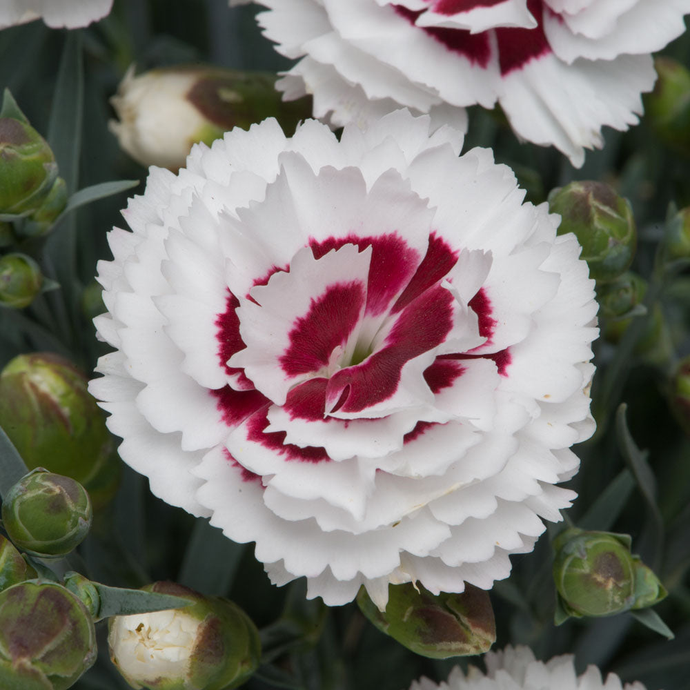Dianthus 'Coconut Sundae' – Rowlands Plants