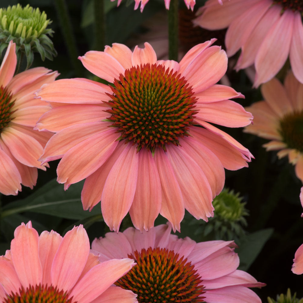 Echinacea Mooodz Motivation – Rowlands Plants