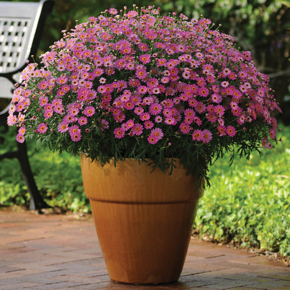 Argyranthemum Madeira Deep Pink – Rowlands Plants