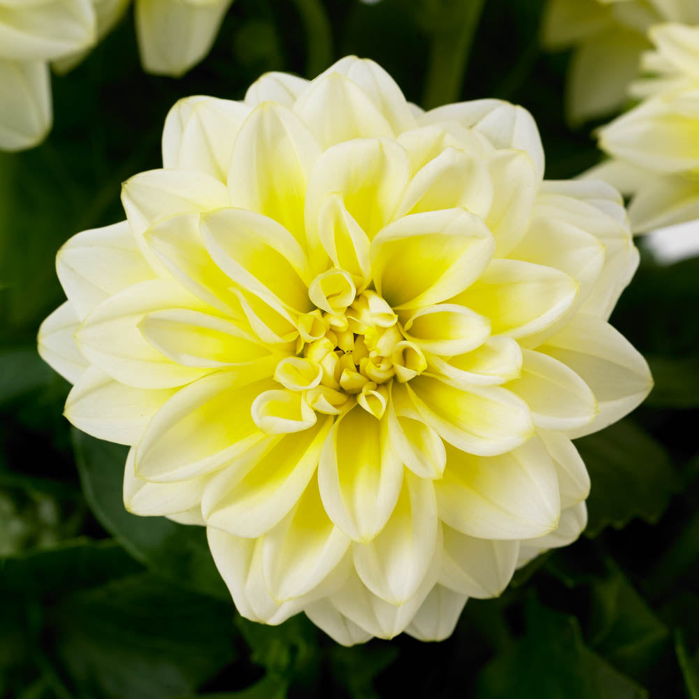 Dahlia Dahlietta 'Shirley' – Rowlands Plants