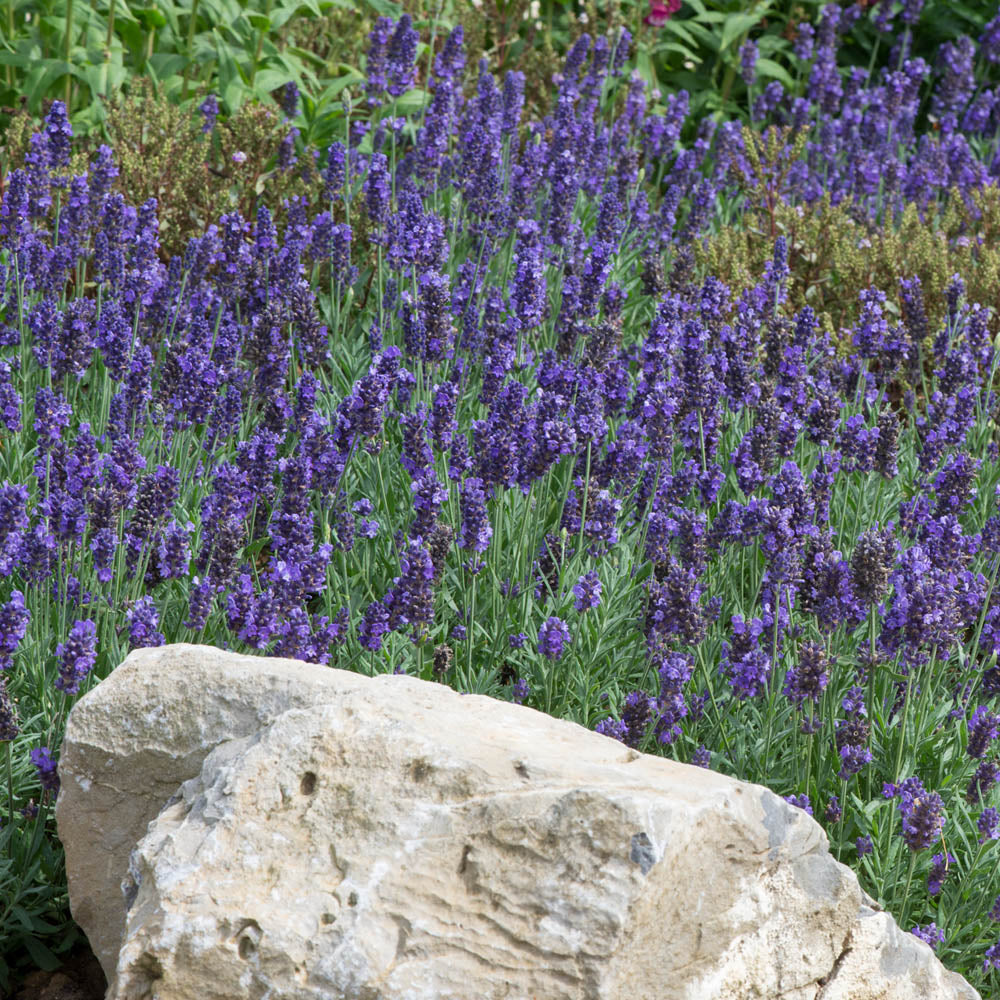 Lavender Blue Spear – Rowlands Plants
