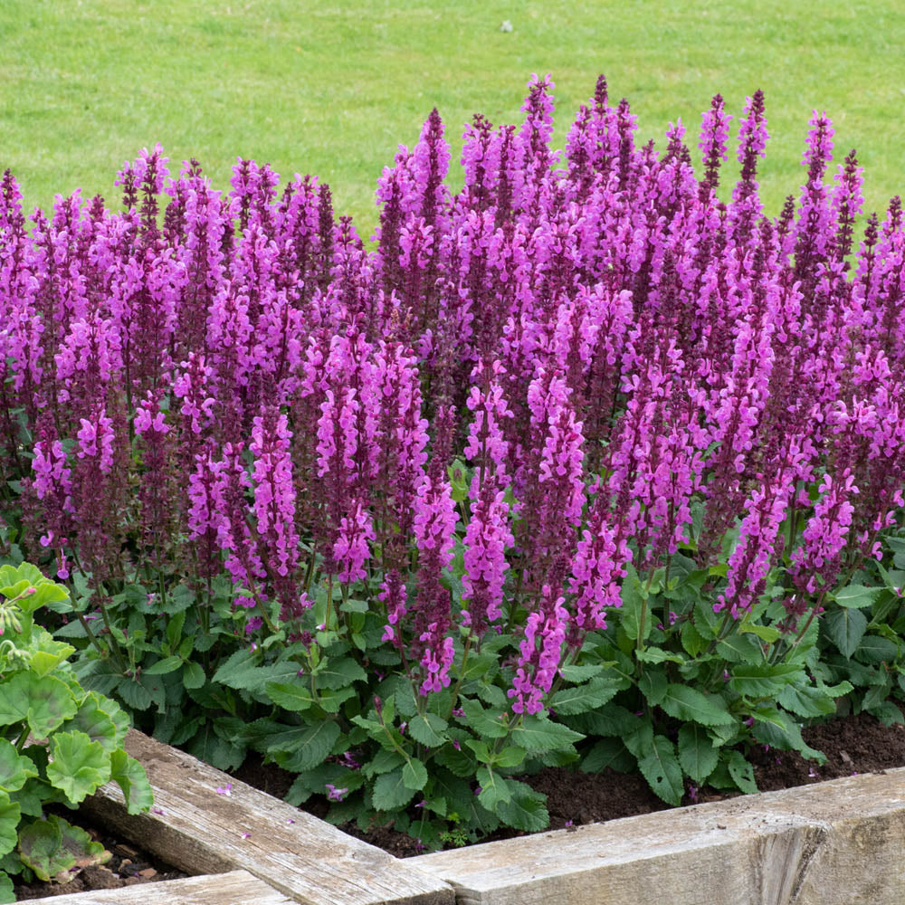 Salvia nemerosa 'Rose Marvel' – Rowlands Plants