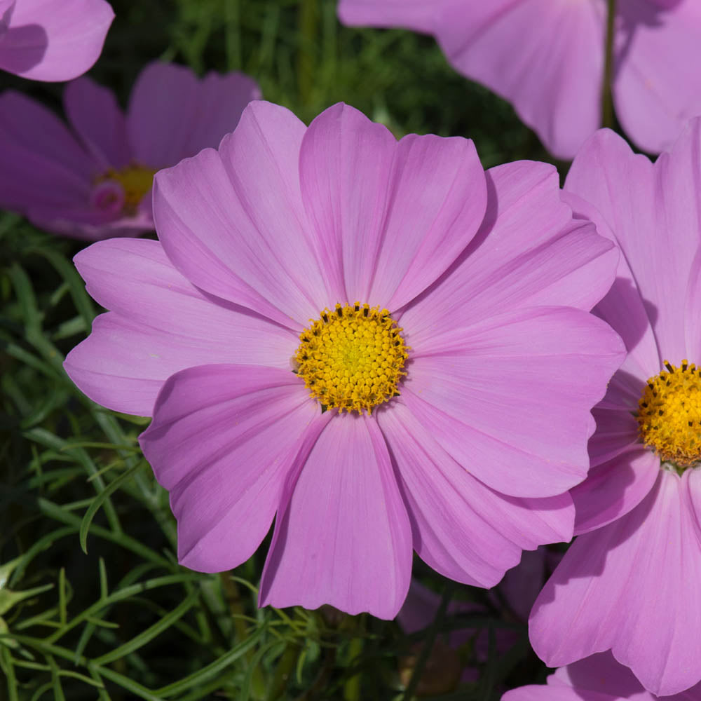 Cosmos 'Apollo Pink' – Rowlands Plants