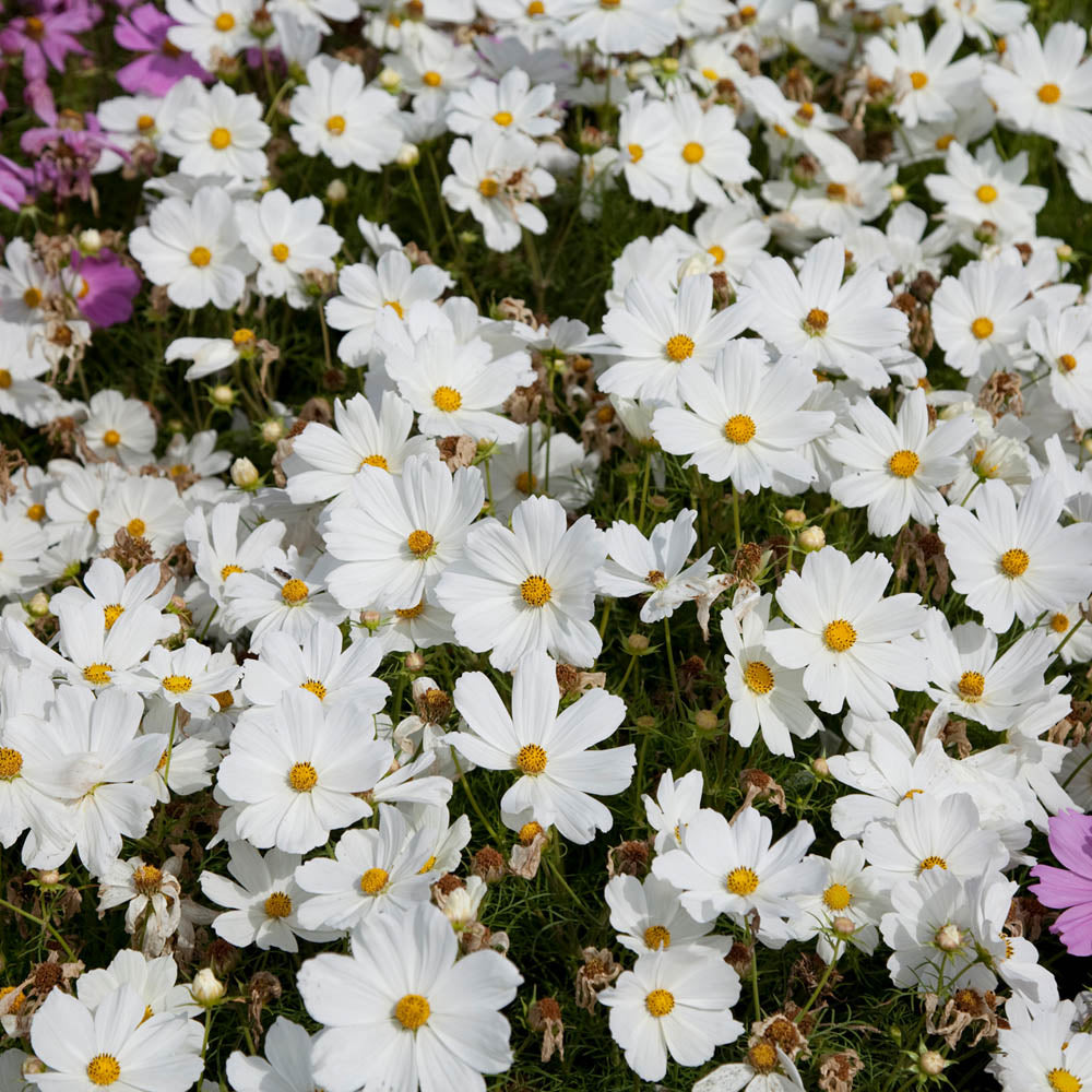 Cosmos 'Apollo White' – Rowlands Plants