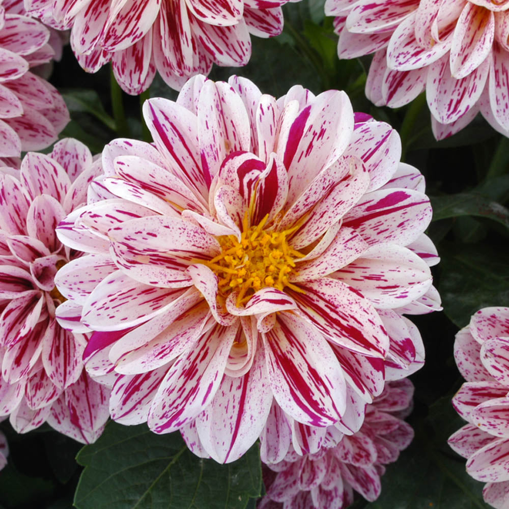 Dahlia Dahliaietta Surprise Paula – Rowlands Plants