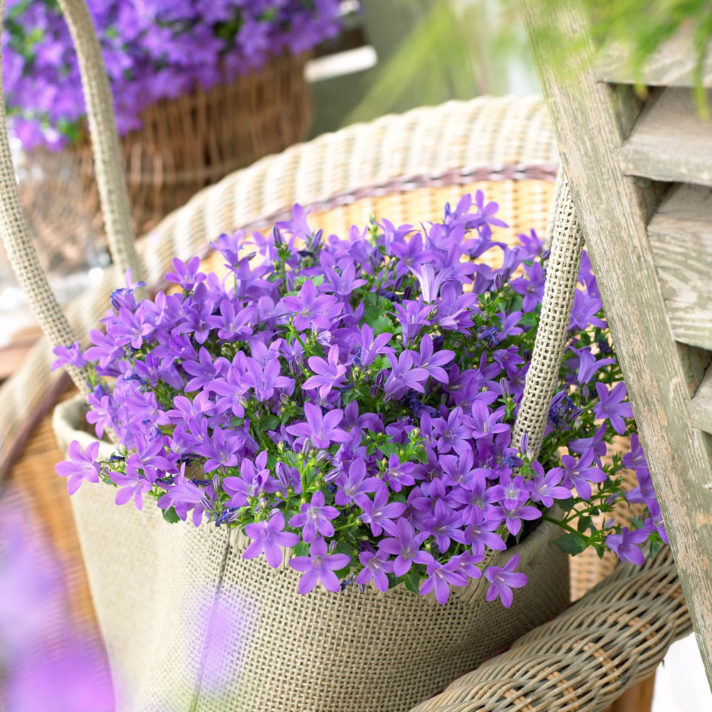 Campanula 'Catharina' – Rowlands Plants