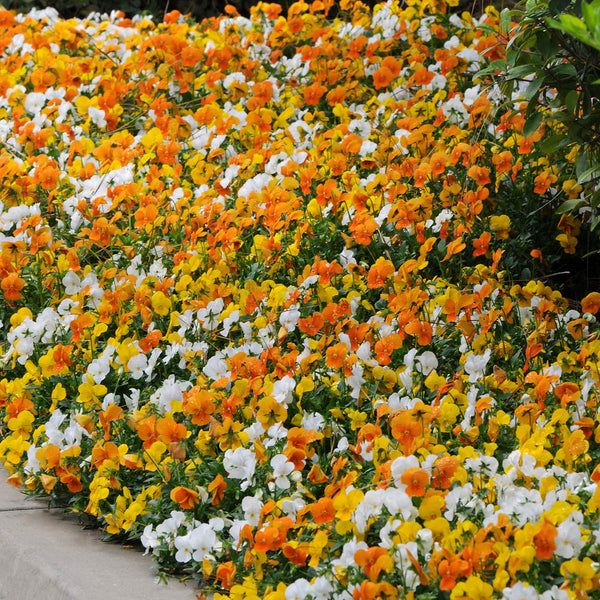 Viola Sorbet Citrus Mix – Rowlands Plants