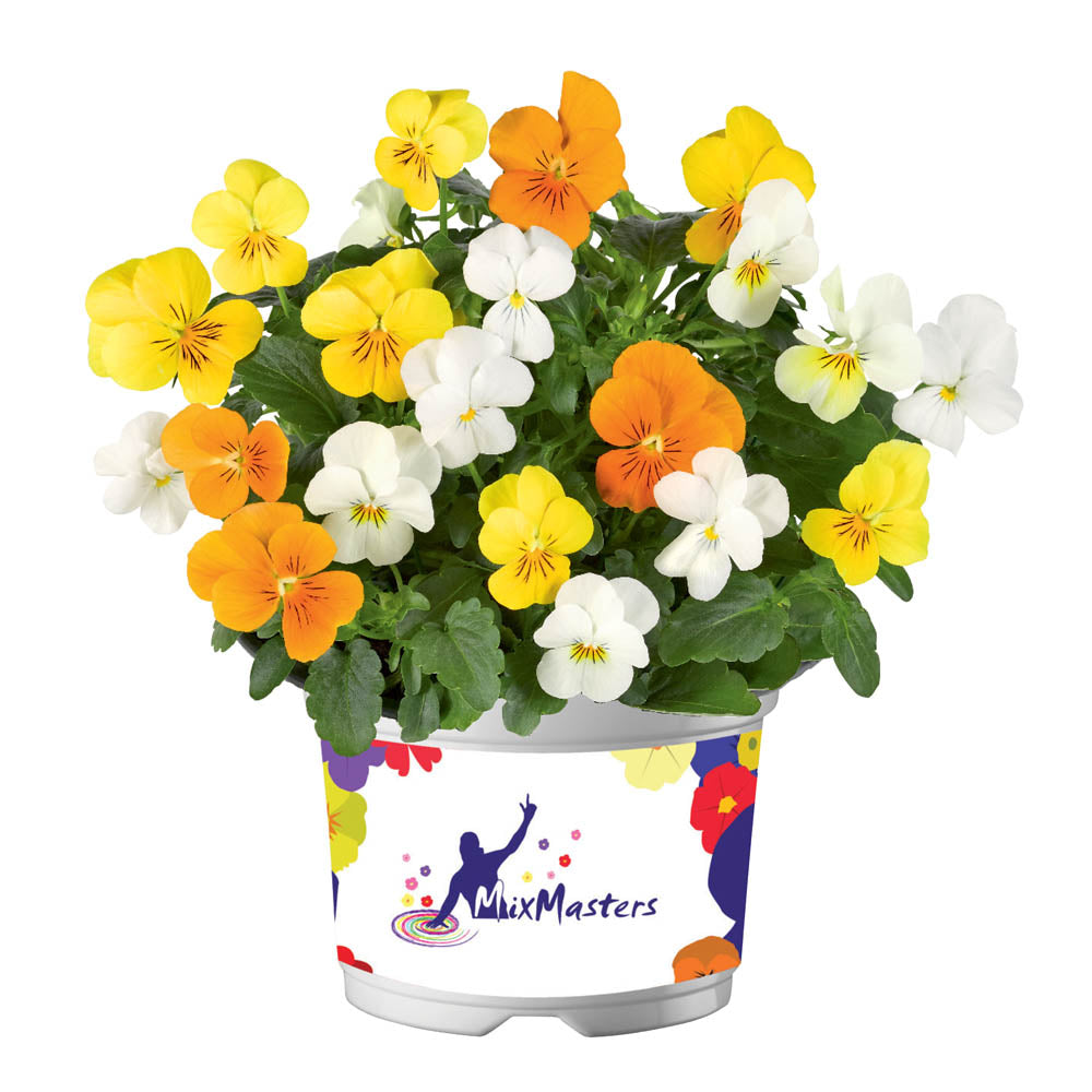 Viola Amsterdam Mix – Rowlands Plants