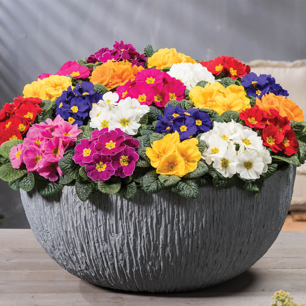 Primula Cairo Mix – Rowlands Plants