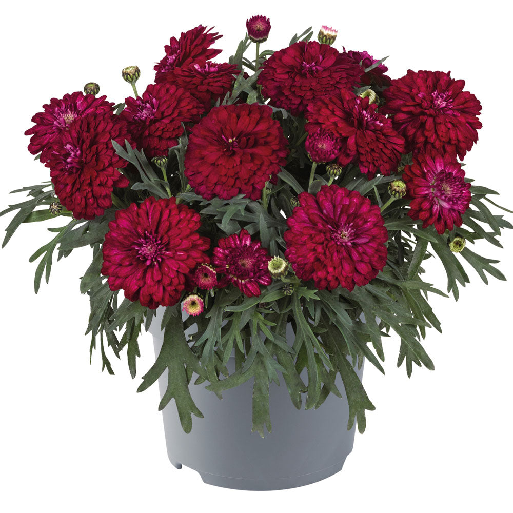 Argyranthemum 'Santorini Double Cherry' – Rowlands Plants