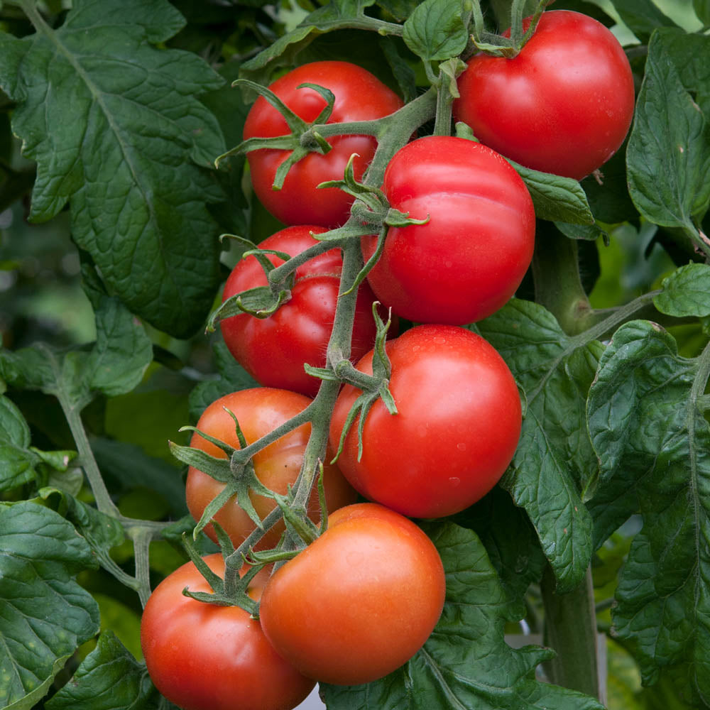 Tomato 'Shirley' – Rowlands Plants