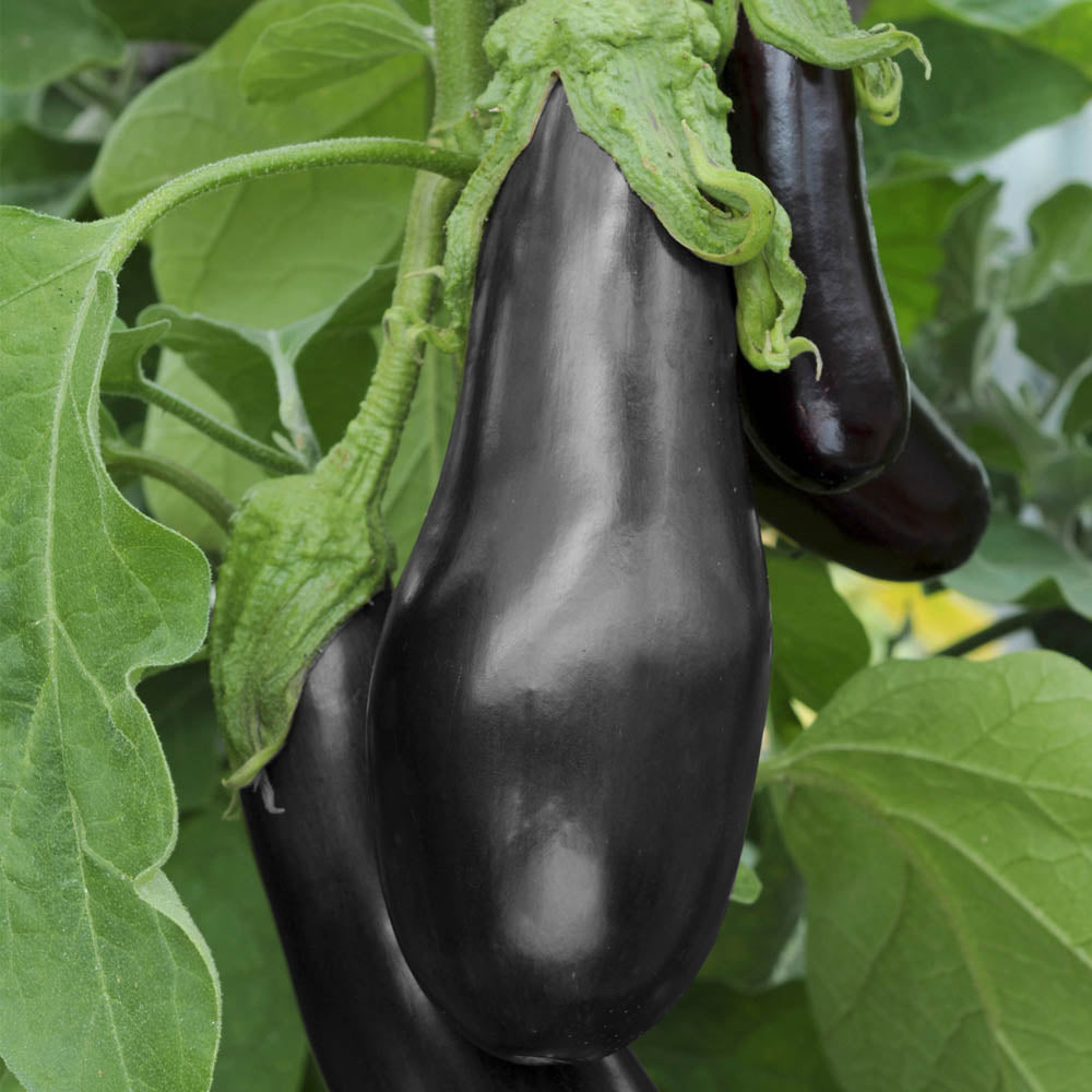 Aubergine Black Beauty – Rowlands Plants
