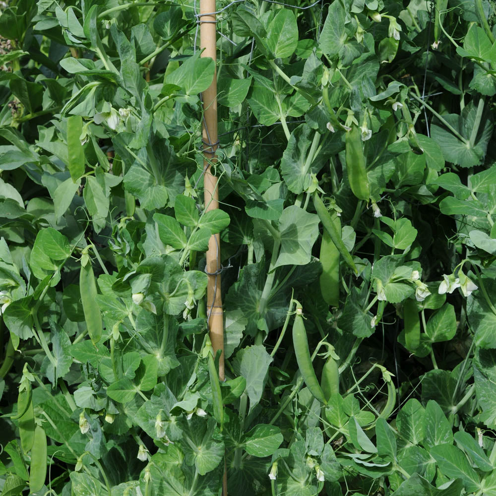 Pea Early Onward – Rowlands Plants