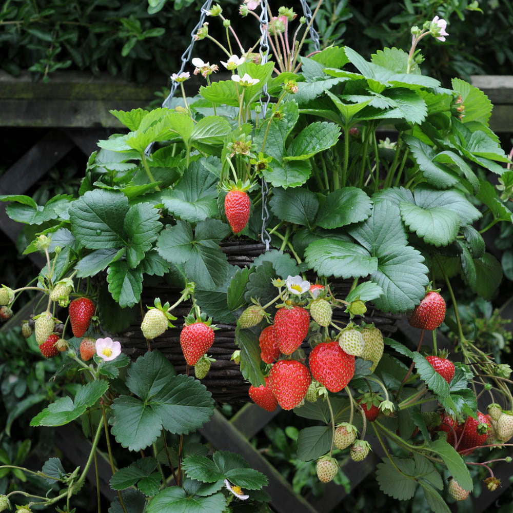 Strawberry 'Elan' – Rowlands Plants